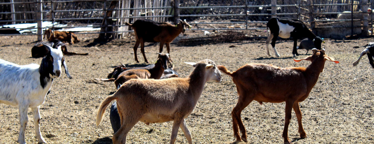 Invierten 1.6 MDP en proyecto integral caprino para san francisco de la ...