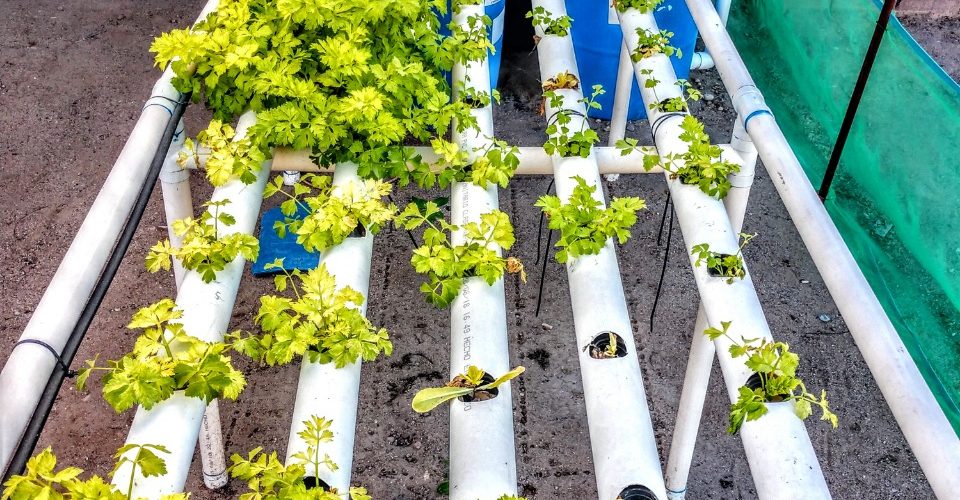 Acuaponia alternativa sustentable para la producción de peces y plantas ...