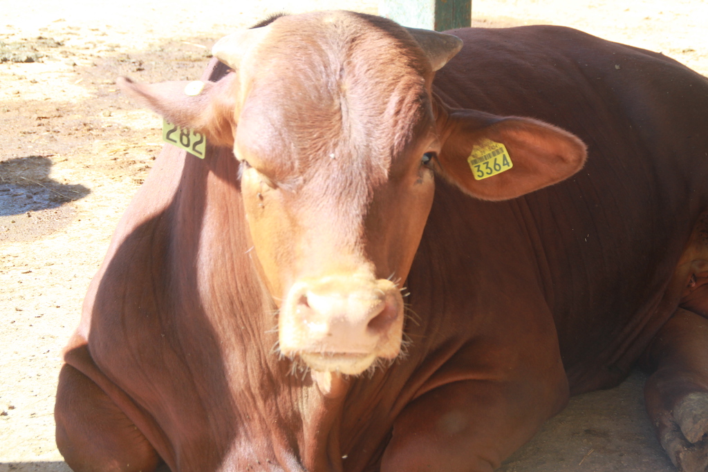 EL ARETADO DEL GANADO ES UNA HERRAMIENTA ESTRATÉGICA DE CONTROL E ...