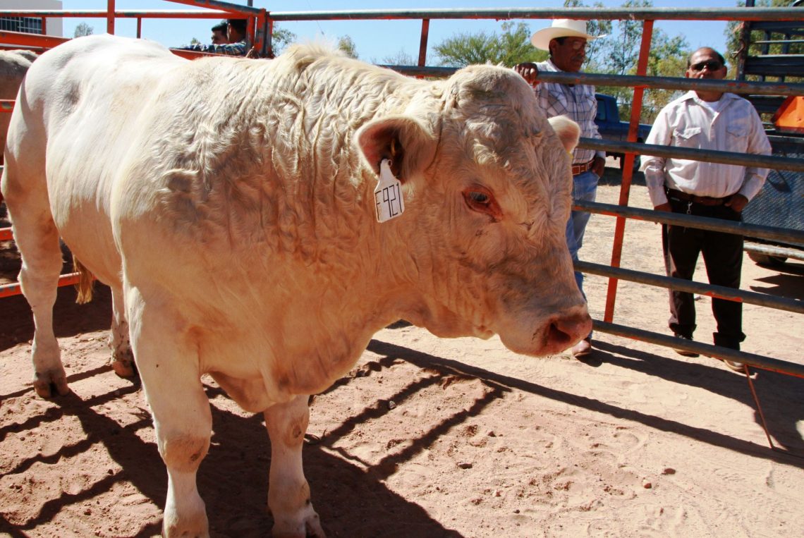 TRABAJAN EN LA CONFORMACIÓN DE UN FONDO DE ASEGURAMIENTO A FAVOR DEL ...