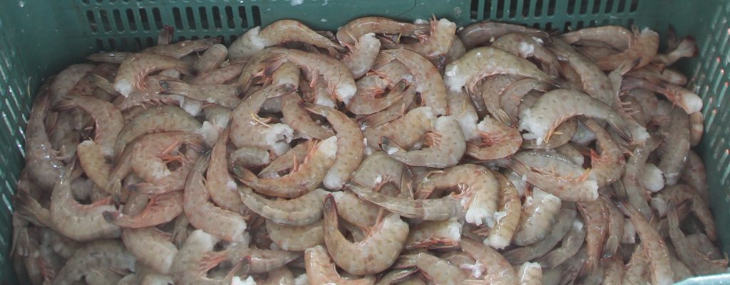 INICIA VEDA DEL CAMARÓN EN LITORAL DEL OCÉANO PACÍFICO – Gobierno de ...