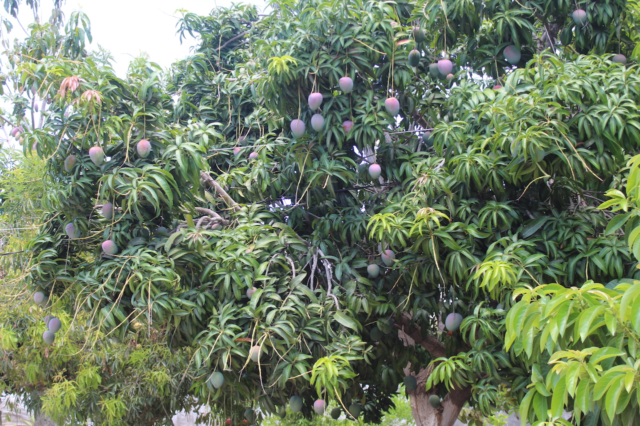 EXPORTAN 170 TONELADAS DE MANGO A JAPÓN Y ESTADO UNIDOS – Gobierno de ...